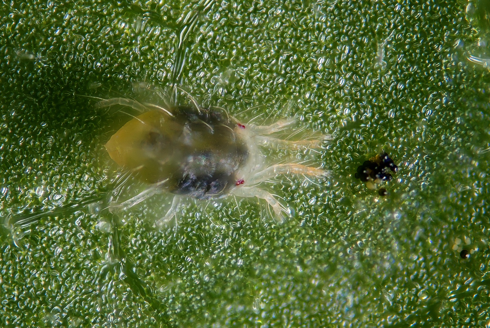 Real Monstrosities: Two-spotted Spider Mite