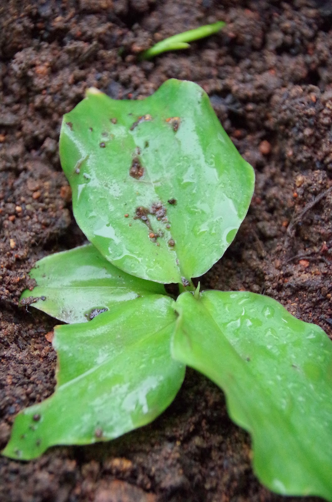 Trees and Plants: Cekur