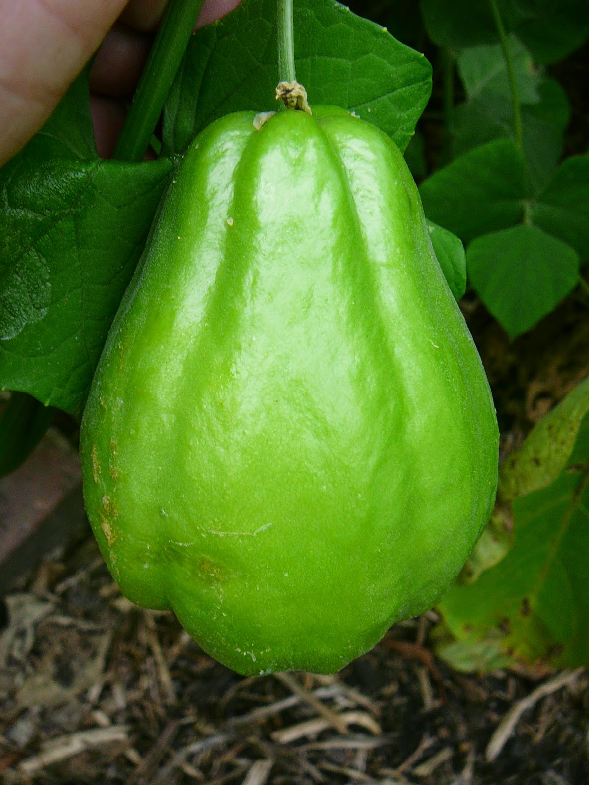 People, Plants, Landscapes: Choko or Chayote crop