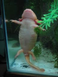All about axolotls