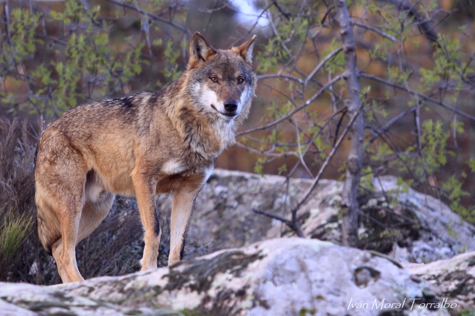 Lobo Ibérico (Canis lupus signatus) SOS: Lobo Ibérico - Canis lupus ...