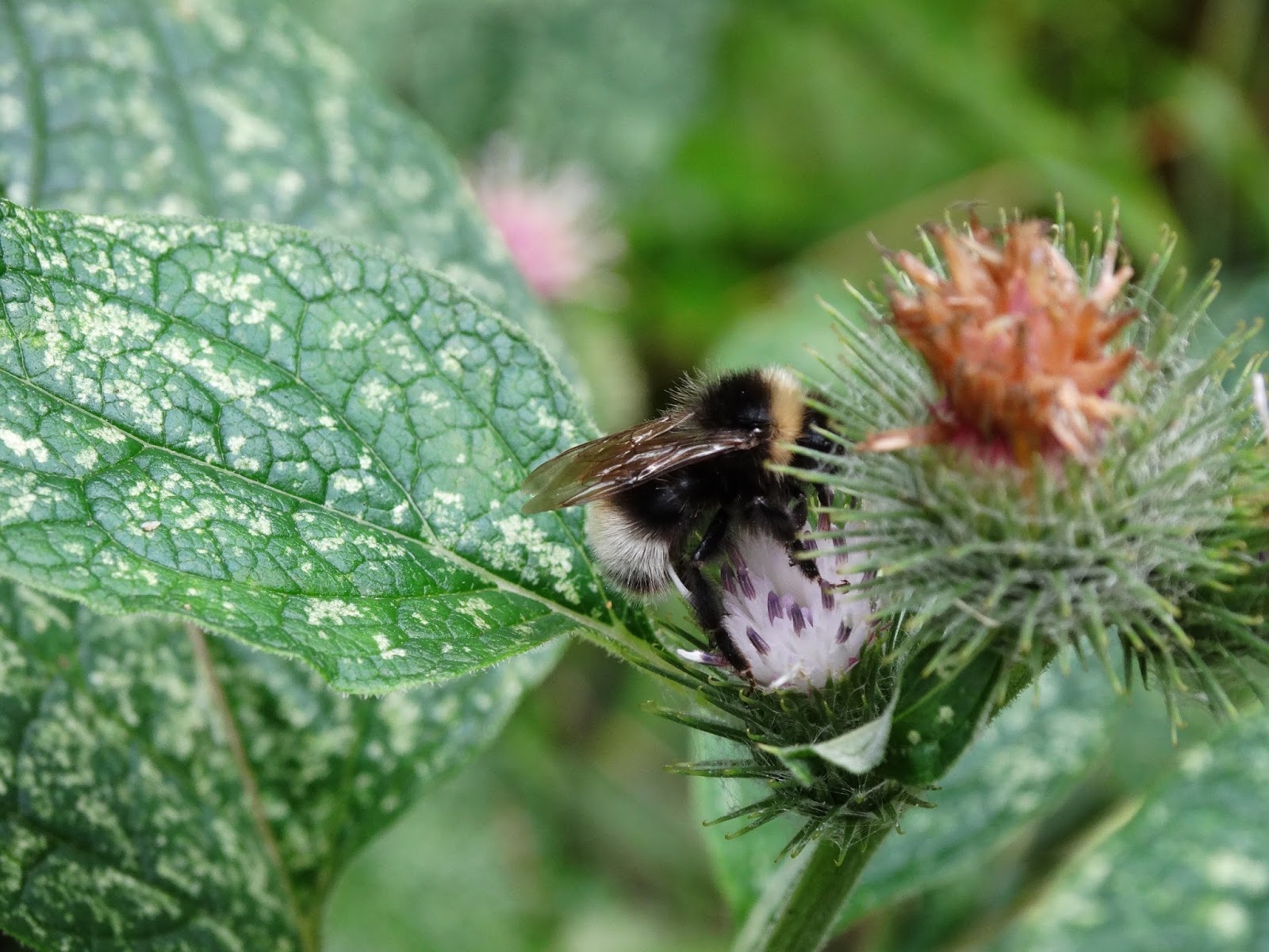 Modul 11 Natur - miljø og udeliv: Biotop