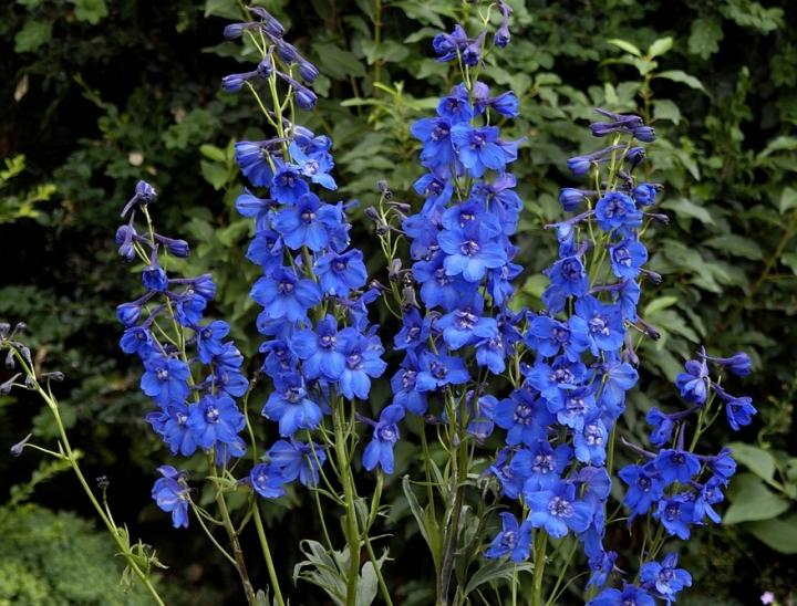 Plantas con flores azules - Id Plantae