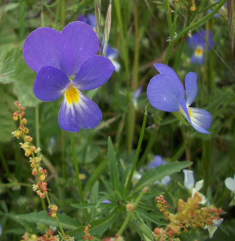 Διαδρομές: viola macedonica