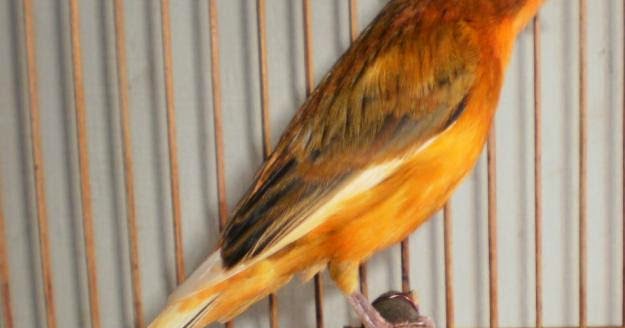 Perbedaan Antara Kenari F1, AF, AFS, kenari loper dan kenari lokal ...