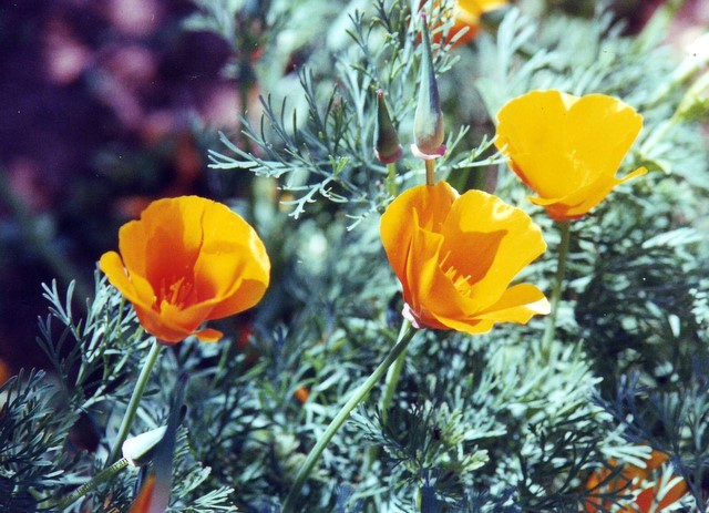 MAGIAS DE MÉXICO: LAS FLORES DE MÉXICO