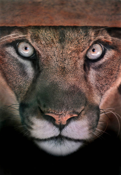 daily timewaster: The Predator's Stare