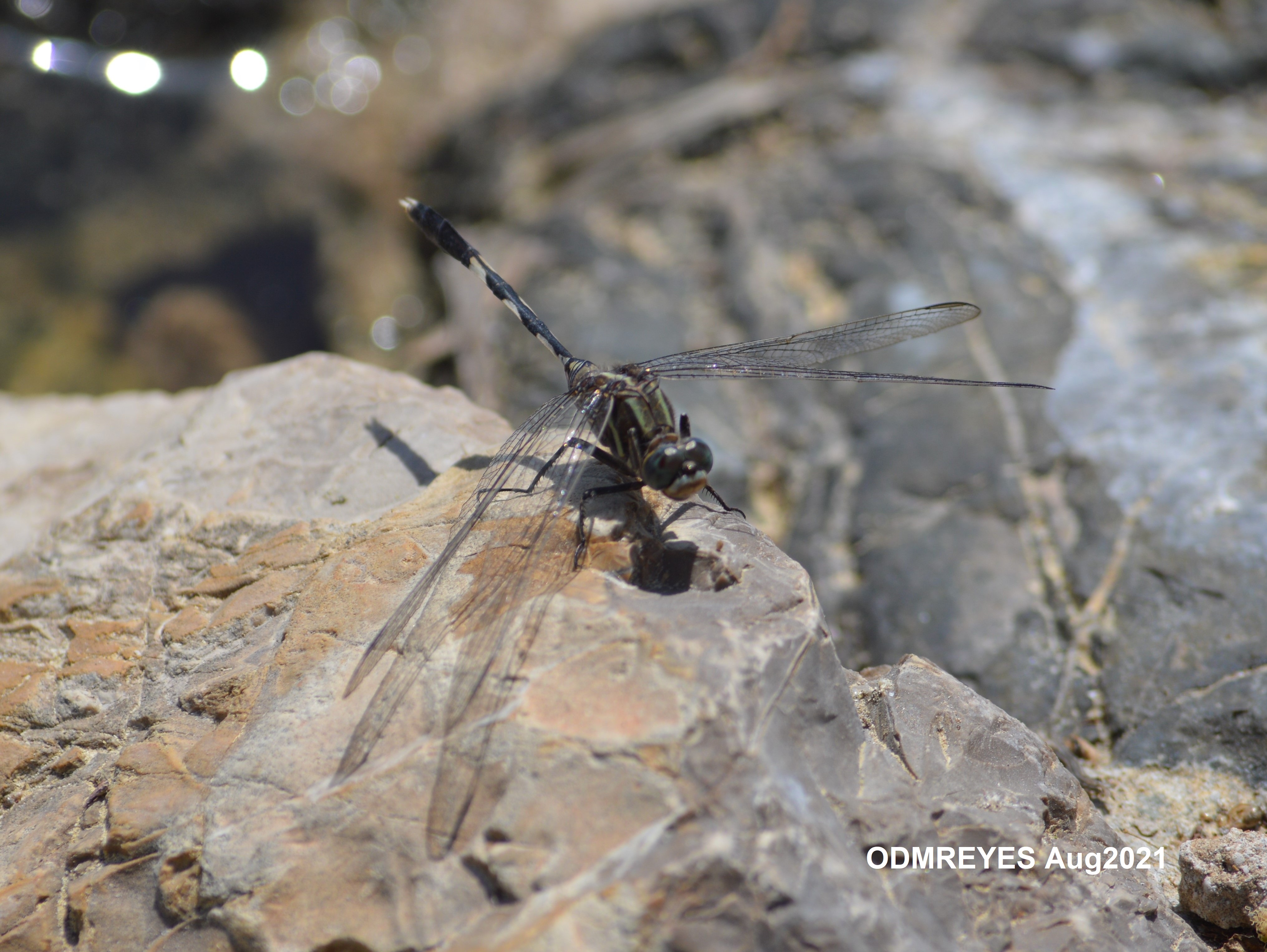Samurai Bug Chronicles: A Dragonfly Encounter at the Meydan, Dubai