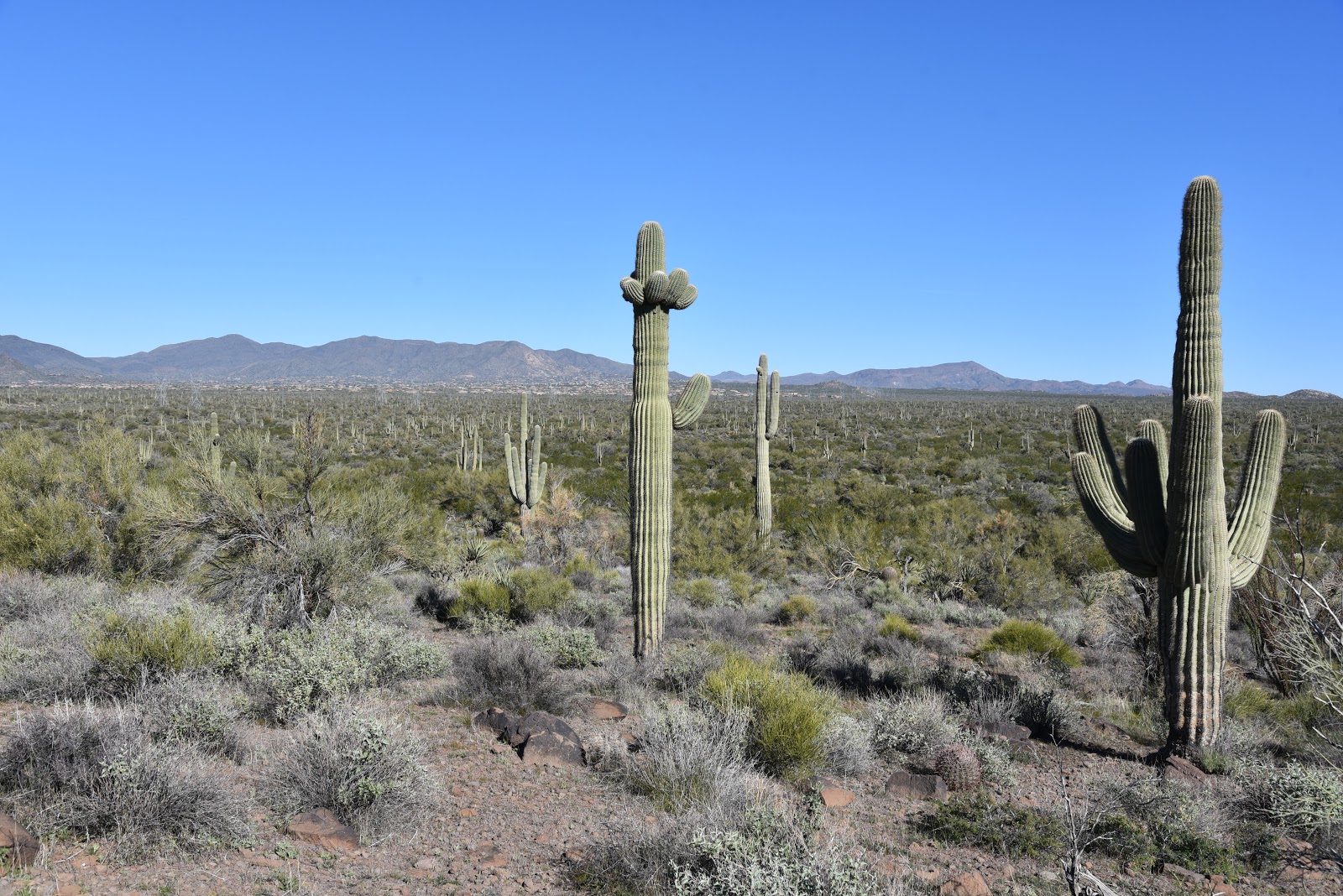 Arizona Hiking: BASALT RIDGE OVERLOOK