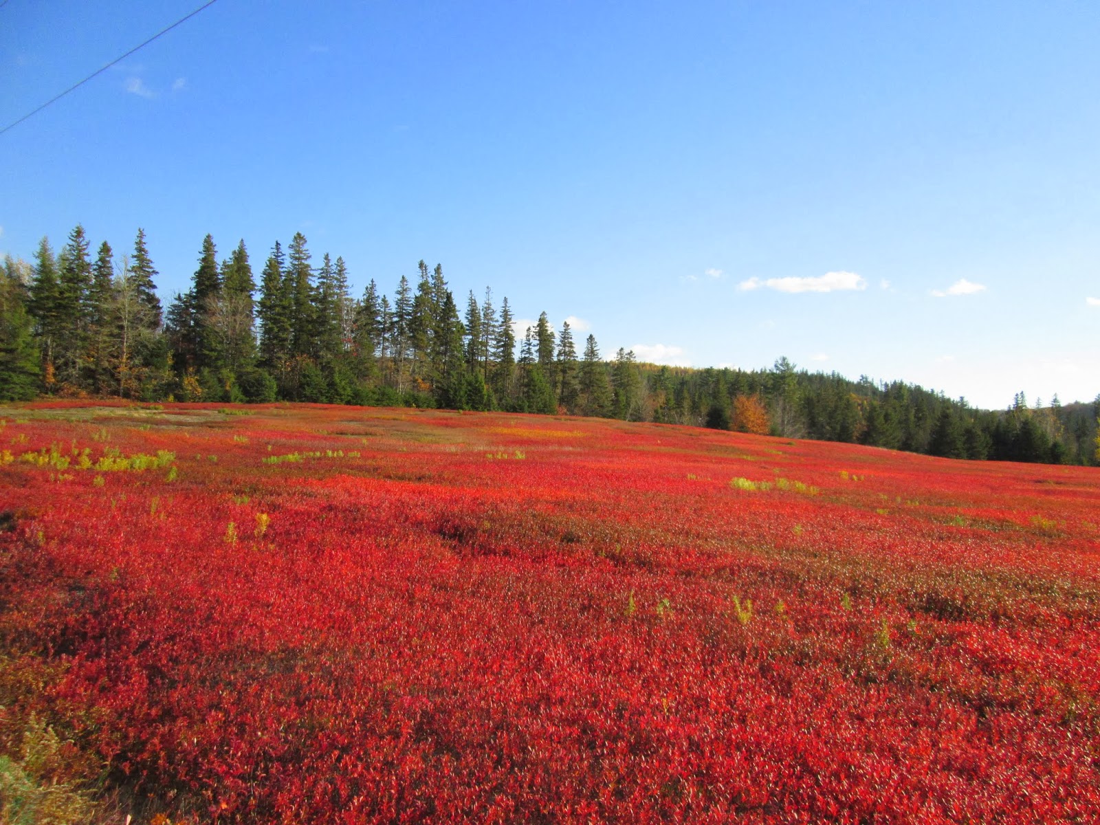 Sheila's Quilt World: The Blueberry fields of Nova Scotia and other ...