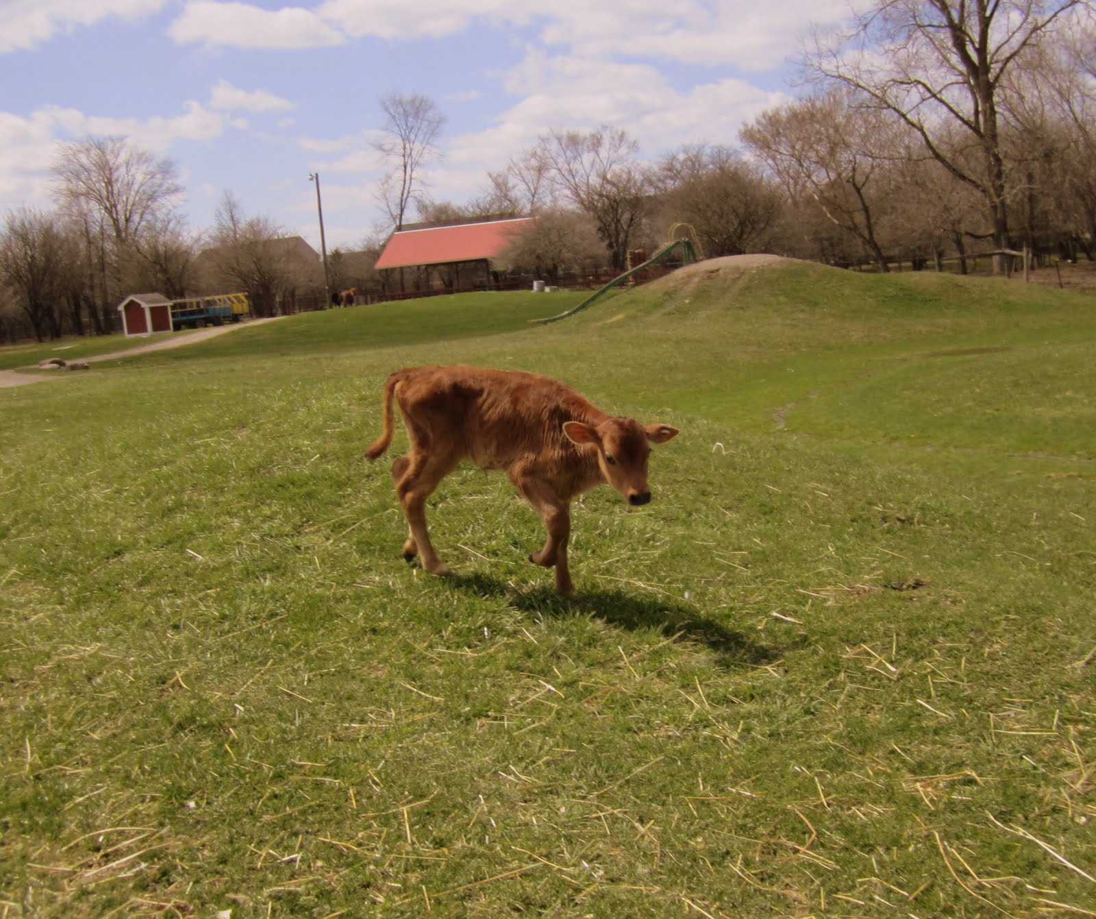 La Dolce Vita.....: Real Life Farm