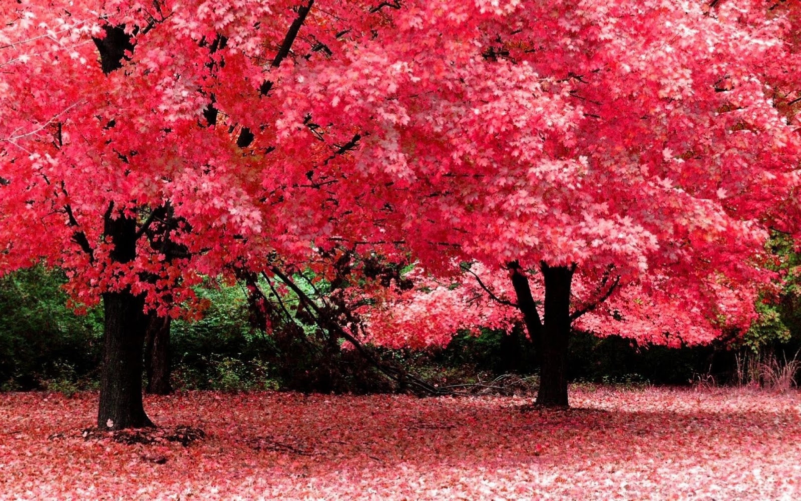 Beauty Sakura Nature HD Wallpaper | Free Wallpaper In Here