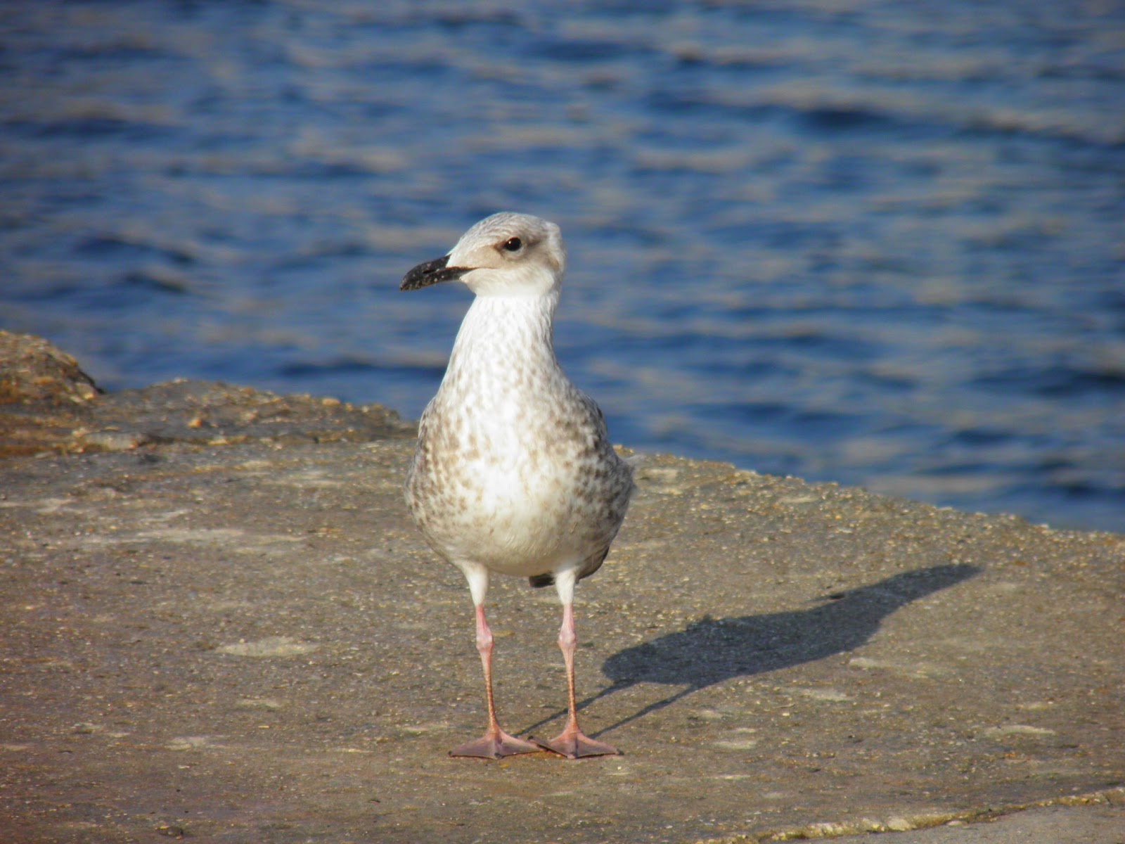 PASARI DIN ROMANIA: PESCARUS PONTIC, Larus cachinnans