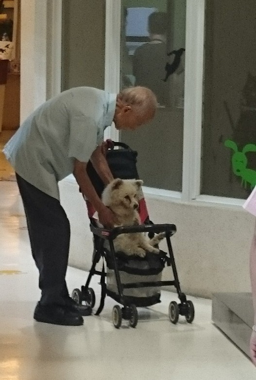 Grandpa seen gently pushing an old dog to a hospital and caring for it ...