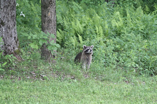 Plantiques in Pennsylvania: Cinnamon Buns & Bears