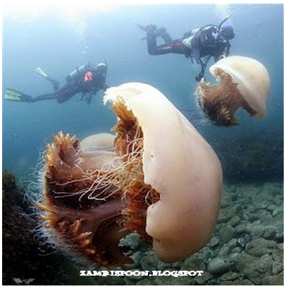 Obor-obor Bersaiz Gergasi dan Paling Besar diDunia. - Gaban Comel