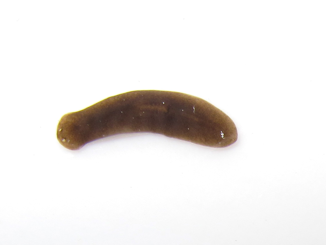 Flatworms