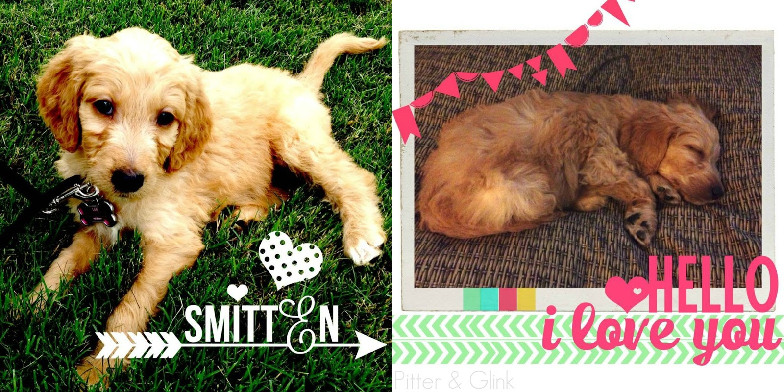 PitterAndGlink: {Meet Daisy Doodle}