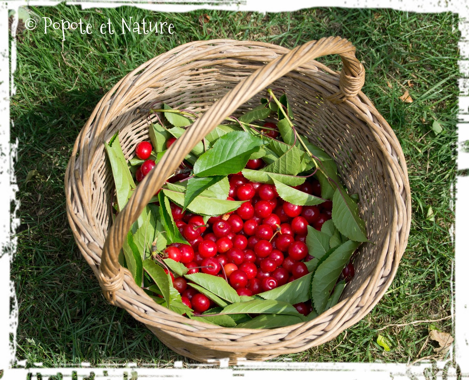 Popote et Nature: Des muffins acidulés et moelleux aux fruits de saison