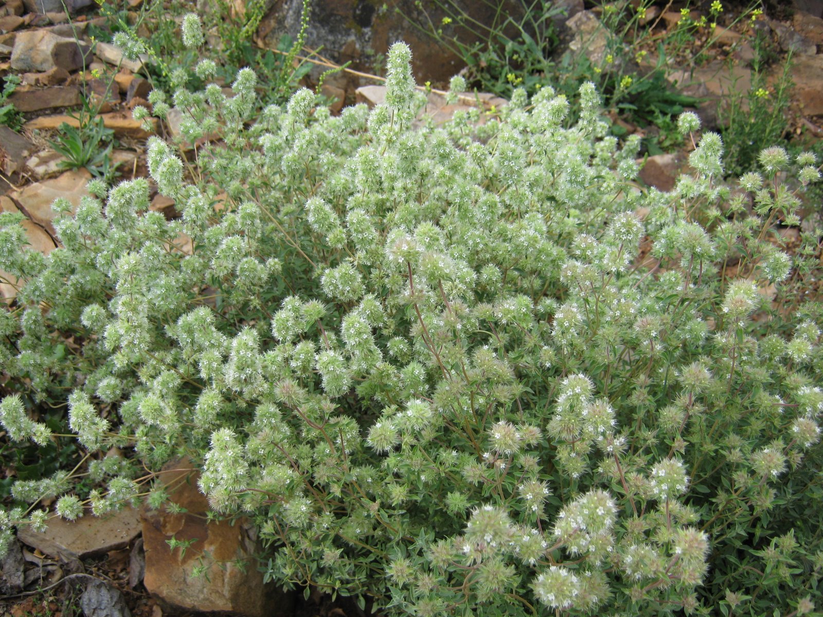 Herbario Virtual: La mejorana.