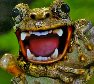 David & Liane's House Blog: WANTED: Frog Hunter