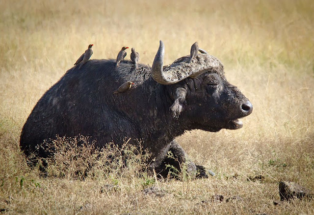 Elsen Karstad's 'Pic-A-Day Kenya': Cape Buffalo & Tick-Bird Symbiosis