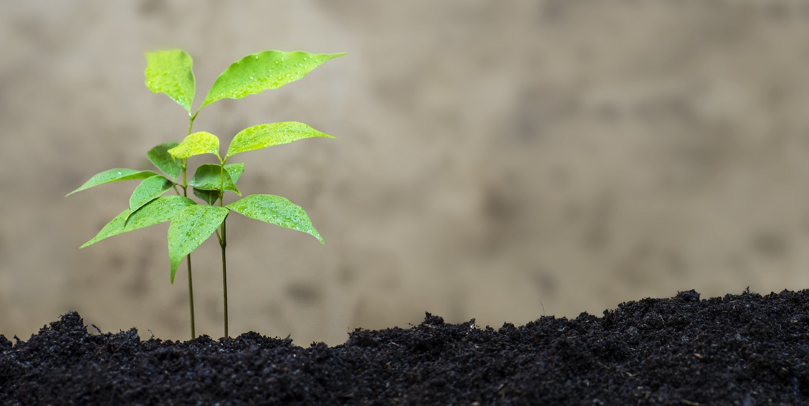 Entre plantas y macetas: Tipo de tierra para tus plantas