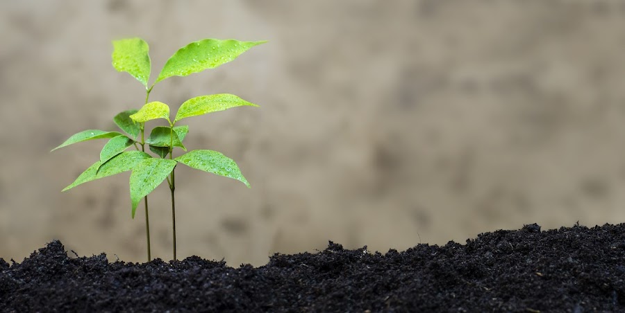 Tipos de tierra para tus plantas | Plantas