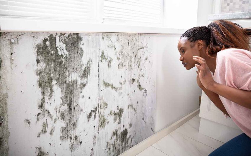 All You Need To Know About Mold and Mold Remediation Services
