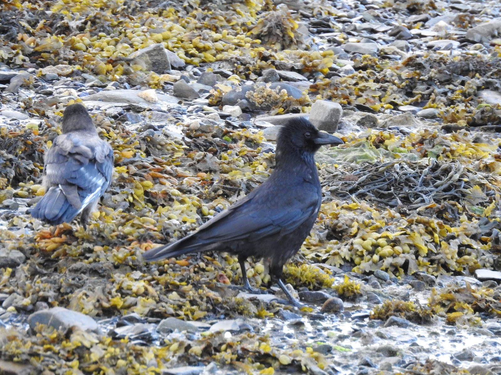 NI Bird Pics: Gareth Platt - Hybrid Carrion X Hooded Crows