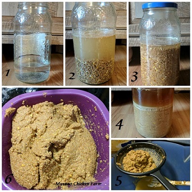 Why I finally started fermenting chicken feed. - Murano Chicken Farm