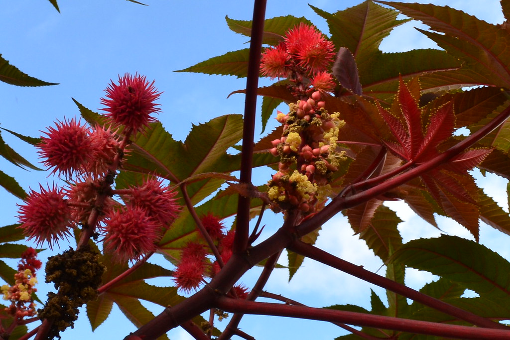 AGRICULTURA NO BRASIL: Comercialização e Mercado da Mamona
