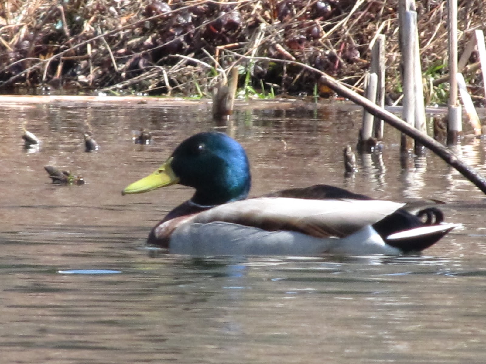 Duckens Waterfowl