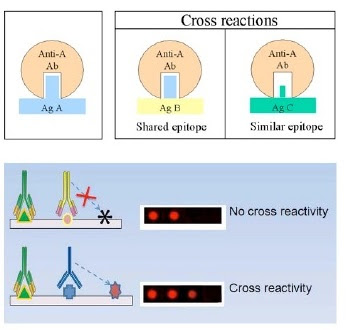 Specificity and cross reactivity of antibodies - pediagenosis