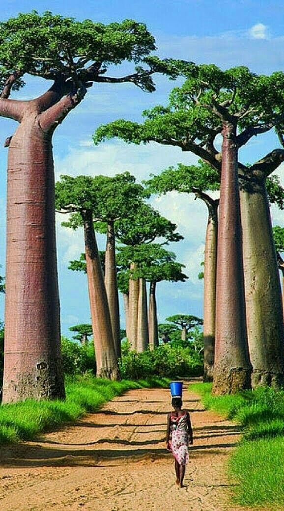 Baobá | Adansonia, Embondeiro, Calabaceira