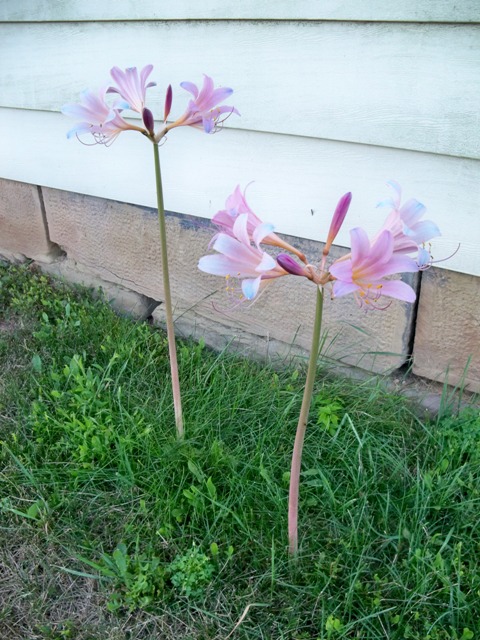 Somerhill Farm: Mystery Lilies