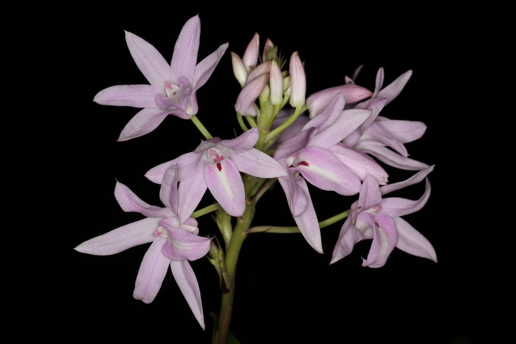 Polystachya longiscapa orchid plant care and culture | Travaldo's blog