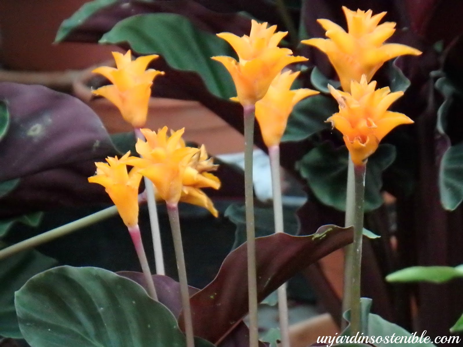 Calathea crocata (Calatea)