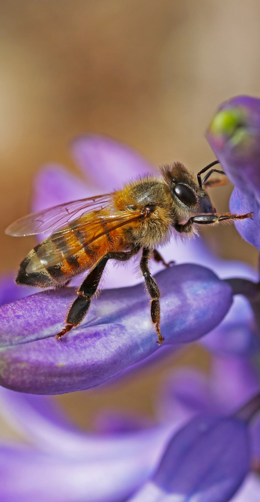 Macro photo of a bee - About Wild Animals