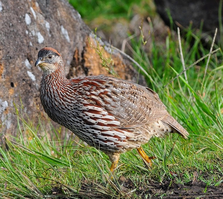 Birds of the World: Erckel's francolin