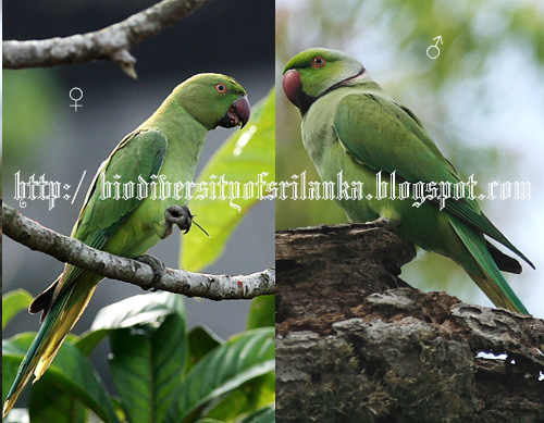 Biodiversity of Sri Lanka: රෑන ගිරවා/මාල ගිරවා [Raana Girawa/Mala ...