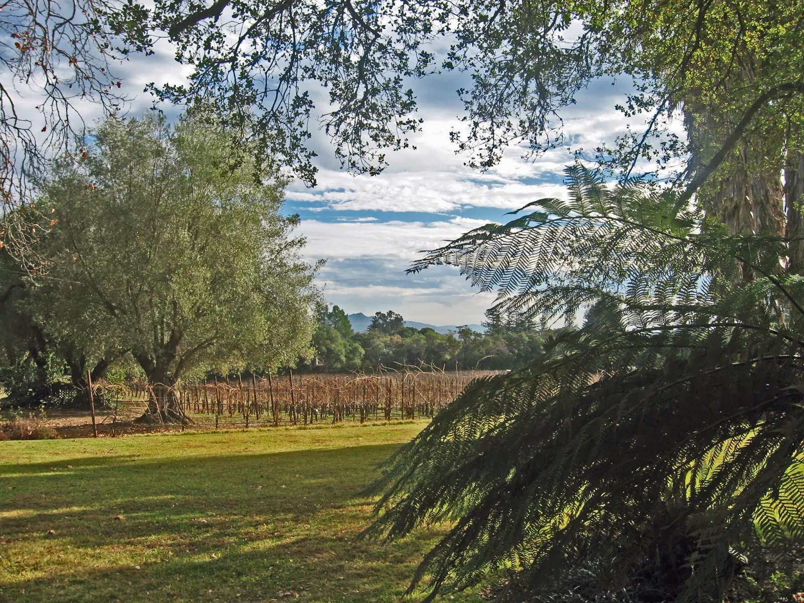 Bach to Bacchus: Spring Mountain Vineyard Revisited