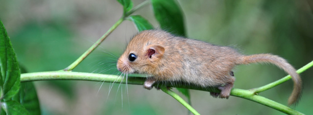 French Vocabulary Illustrated: loir