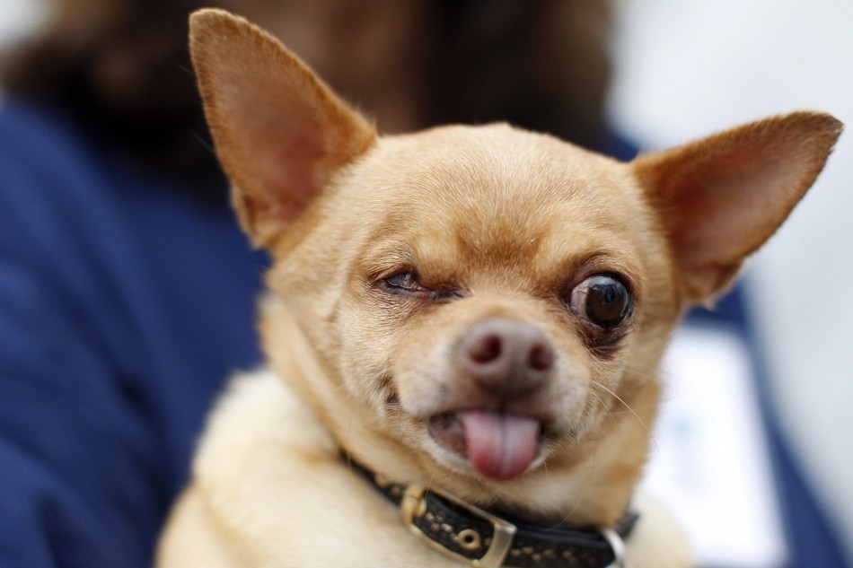 The 2012 World's Ugliest Dog Contest (18 pics) | Amazing Creatures