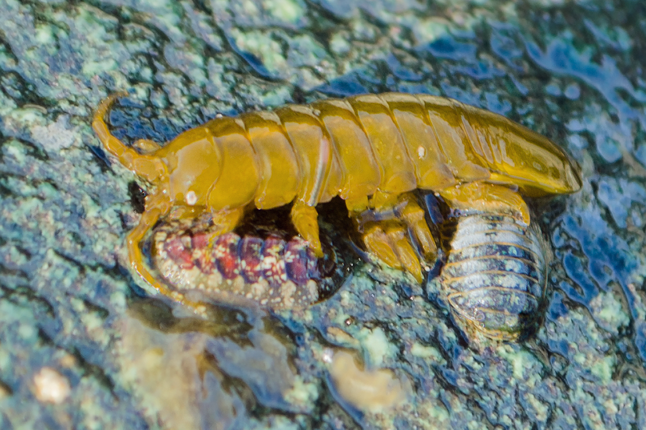 Wanderin' Weeta (With Waterfowl and Weeds): Colours under rocks