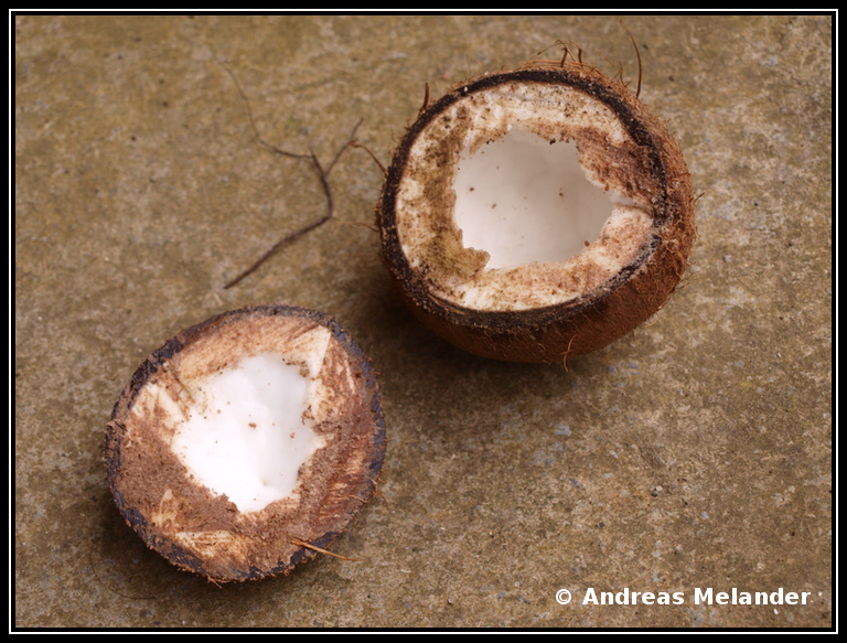 Melanders Aquarium: D.I.Y Coconut breeding cave