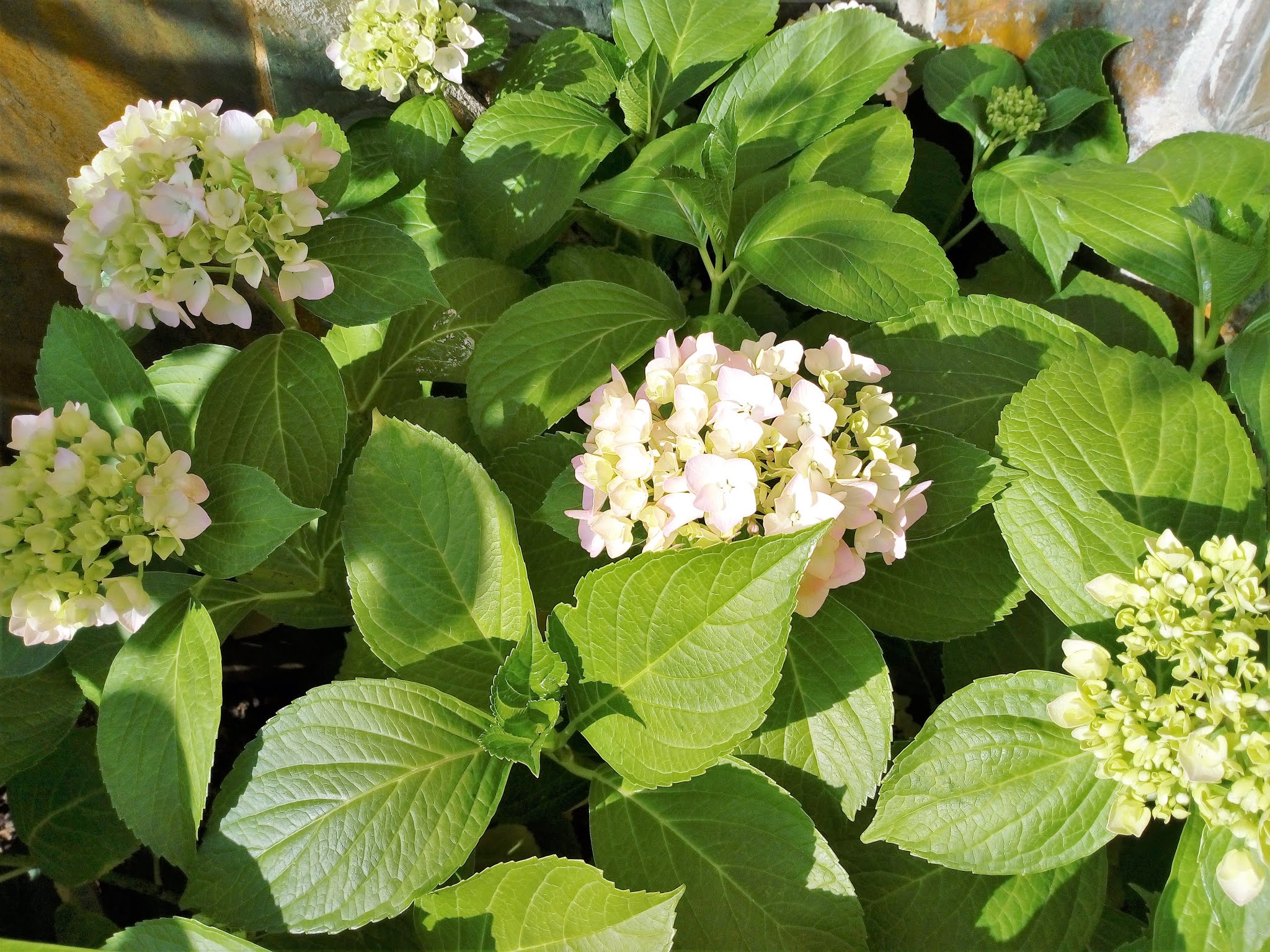 Hortensia (Hydrangea macrophylla (Thunb.) Ser.).