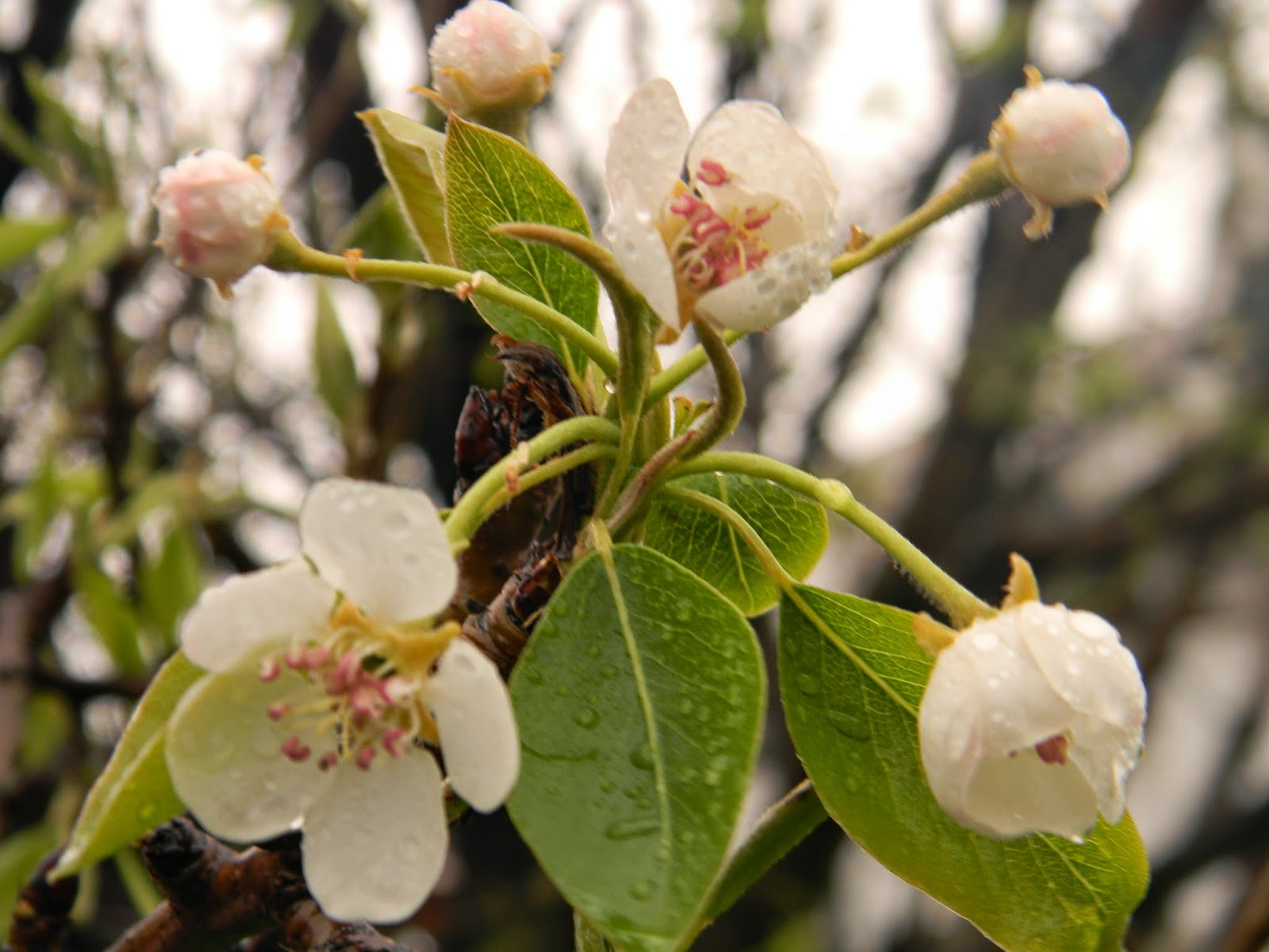 Jurnal de mini-gradinar: Un copac cu flori...