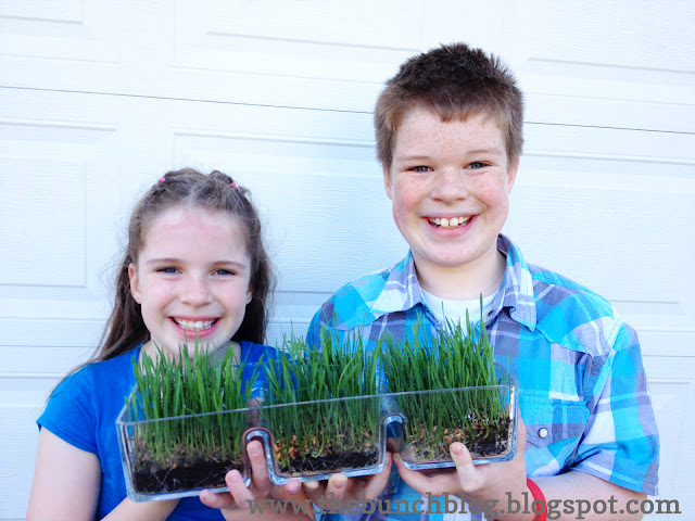the bunch- handcrafted.stylishly: Grow Your Own Wheat Grass in a Week ...