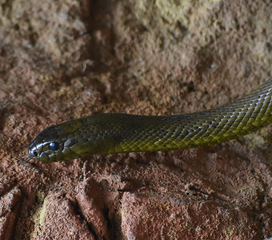 ZOOTOGRAFIANDO (6.100 ANIMALS): TAIPÁN DE INTERIOR / INLAND TAIPAN ...